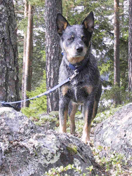 Australsk cattledog