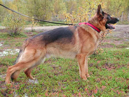Schäferhund